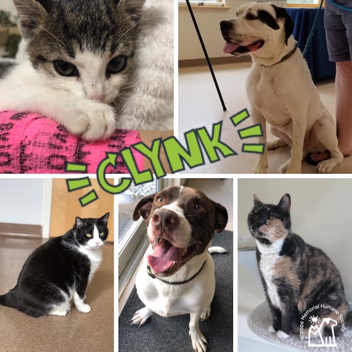 Clynk | Pope Memorial Humane Society