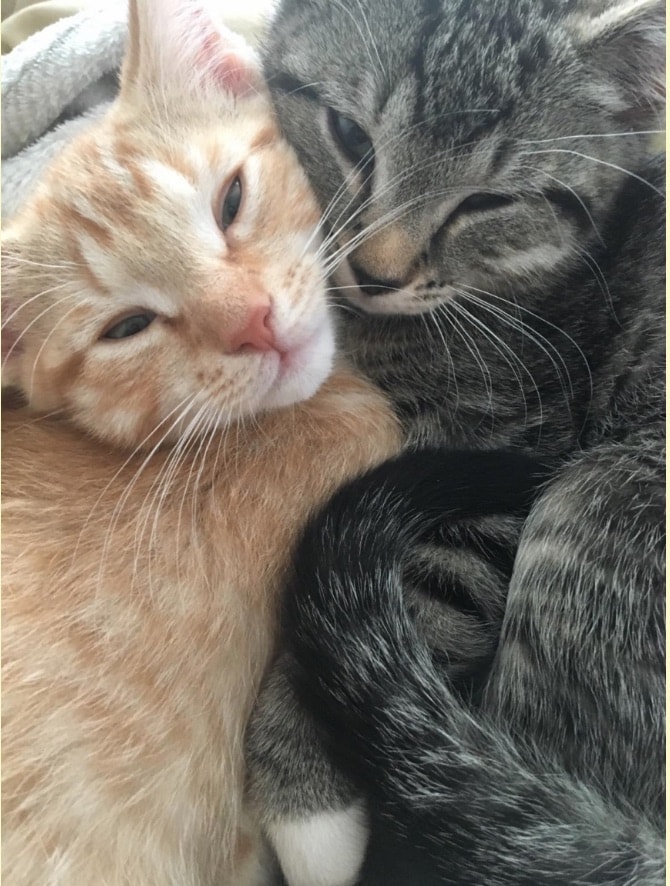 Foster kittens | Pope Memorial Humane Society