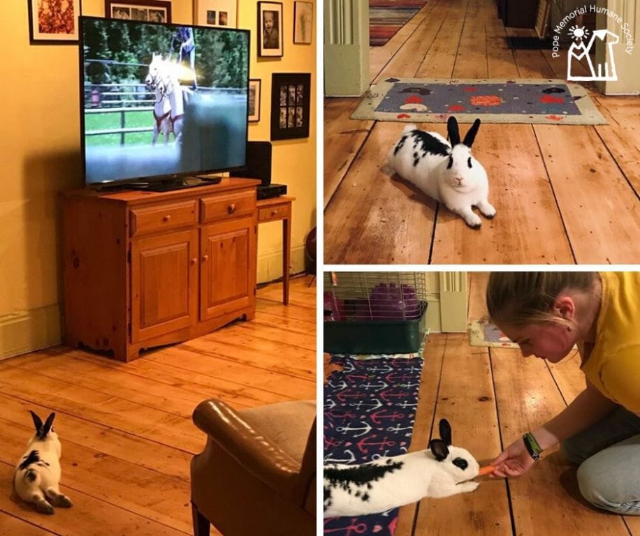 Harley the rabbit | Pope Memorial Humane Society