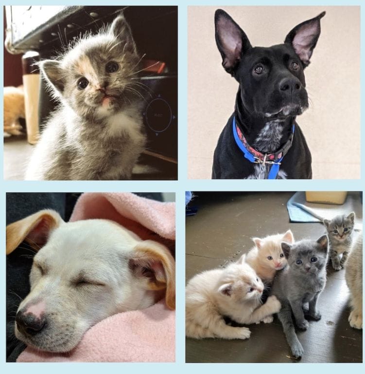 Help us cute animals | Pope Memorial Humane Society