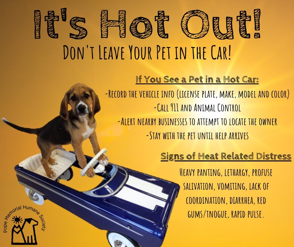 Hot dog | Pope Memorial Humane Society