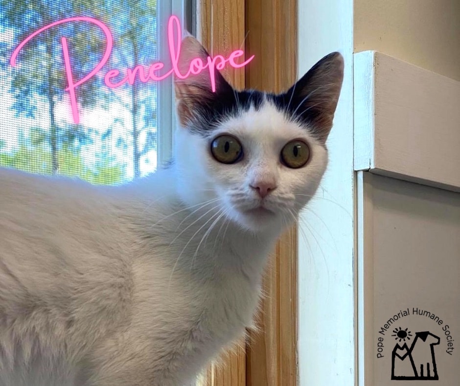 Penelope | Pope Memorial Humane Society
