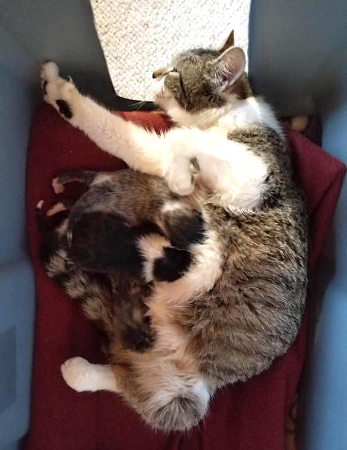 How to Foster | Pope Memorial Humane Society