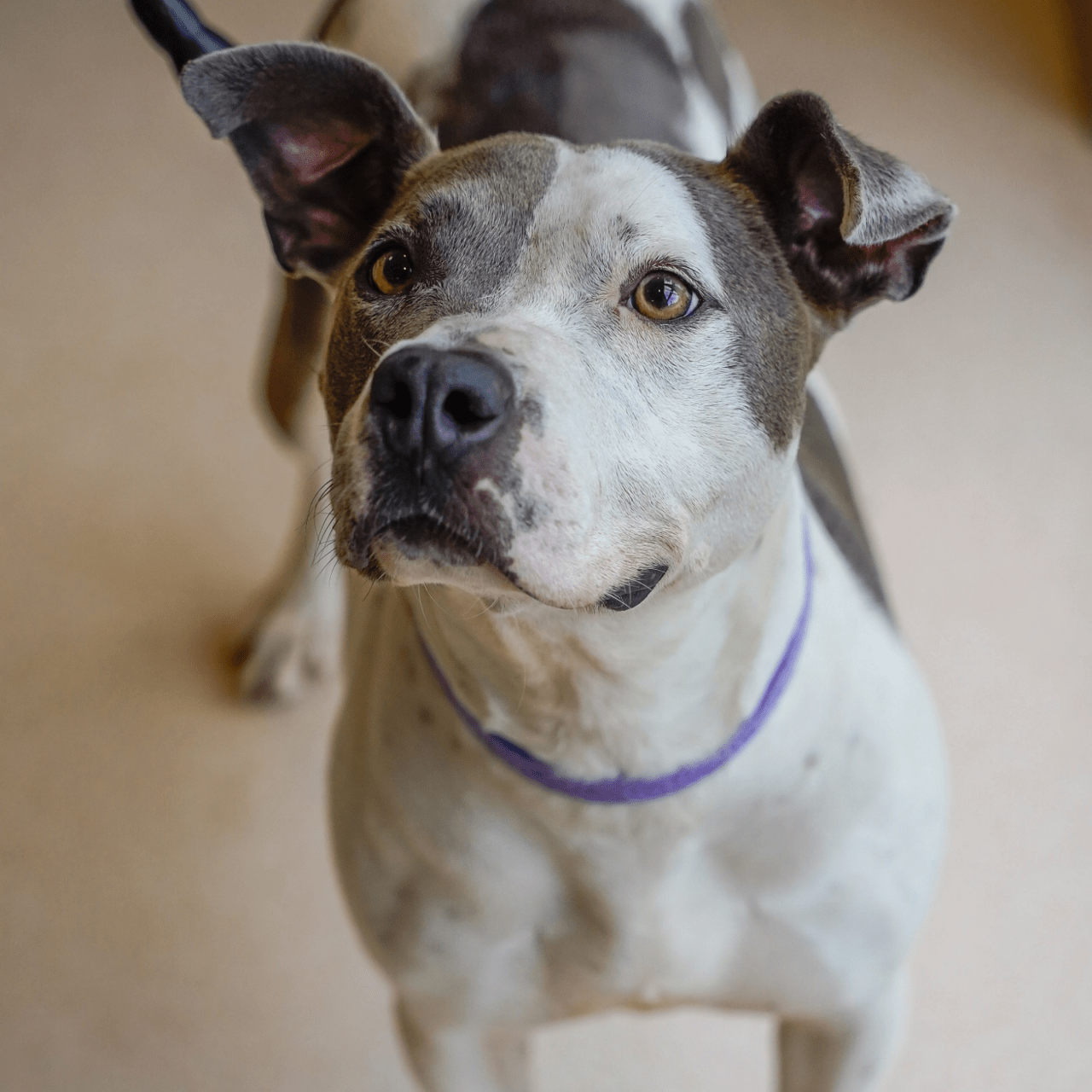 Profile of a Pretty Pittie | Pope Memorial Humane Society