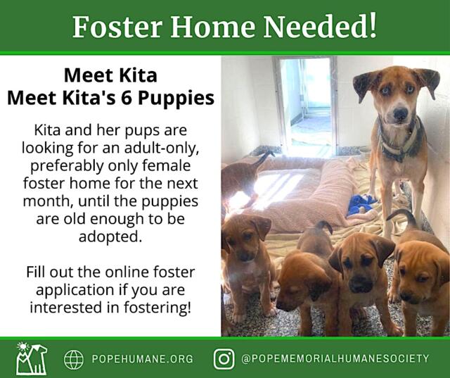 Foster Home Needed! | Pope Memorial Humane Society