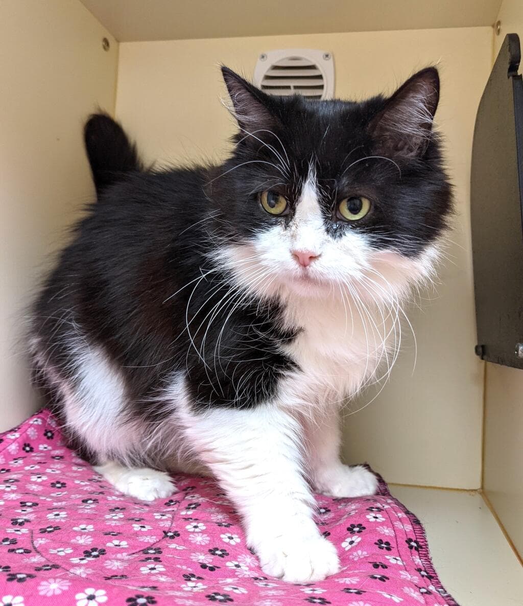 Introducing Pumper | Pope Memorial Humane Society