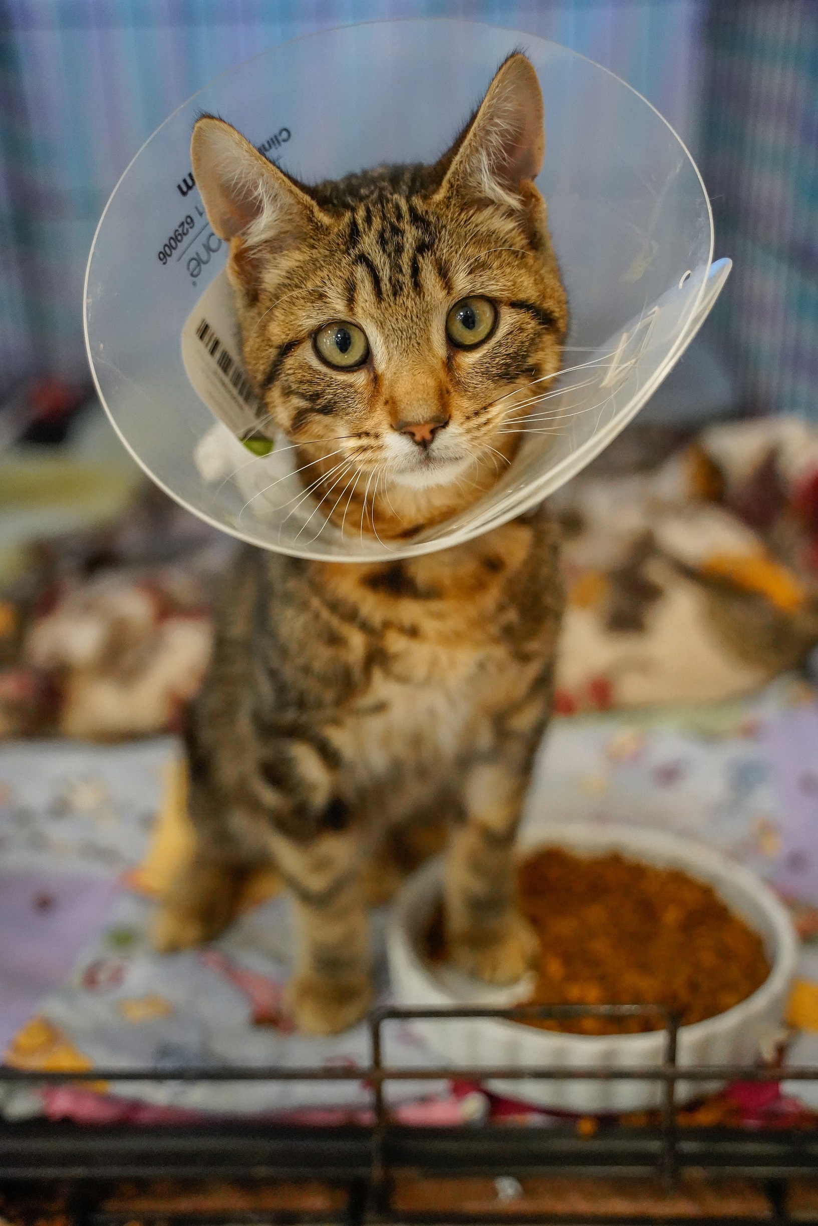 Donut-5 | Pope Memorial Humane Society