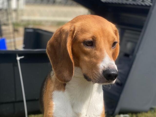Lost, Found, and Looking: The Beagles! | Pope Memorial Humane Society