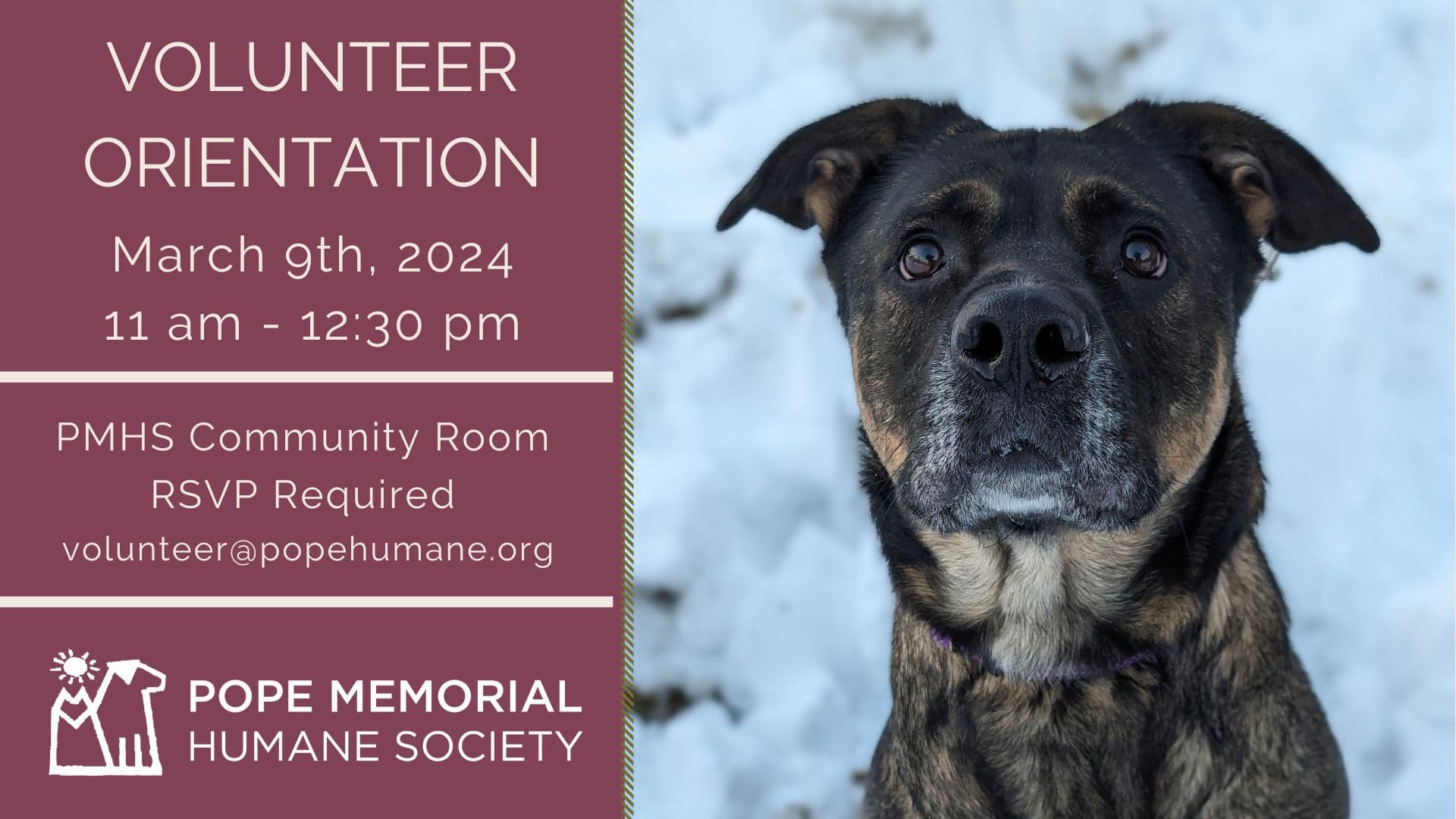Ready to Wag, Walk, and Make a Difference? | Pope Memorial Humane Society
