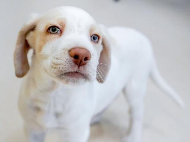 No Joke: 54 Animals Found Homes in March | Pope Memorial Humane Society